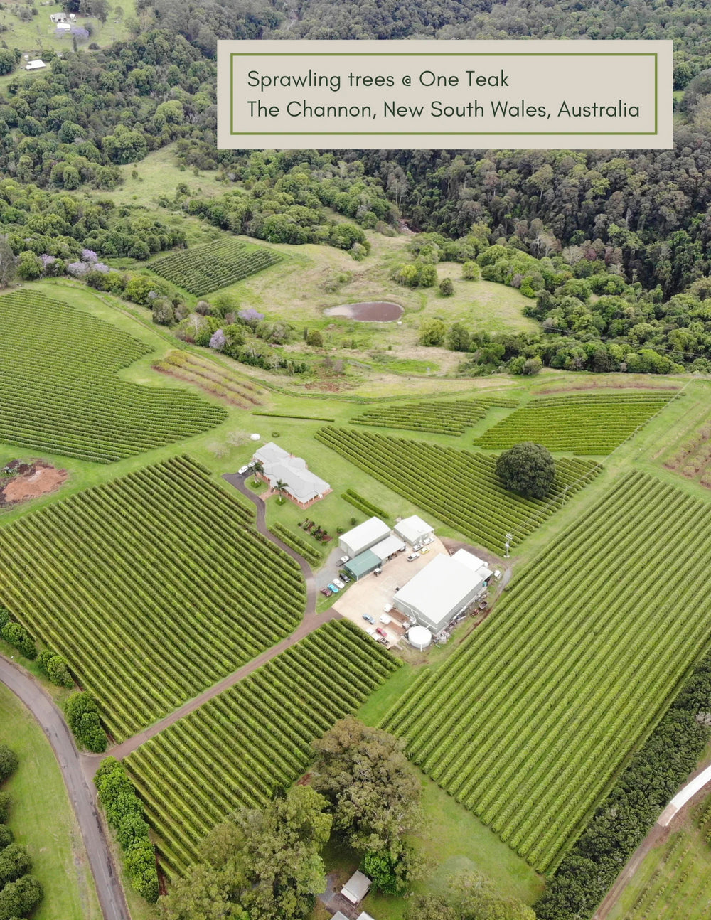 Lemon Myrtle through time