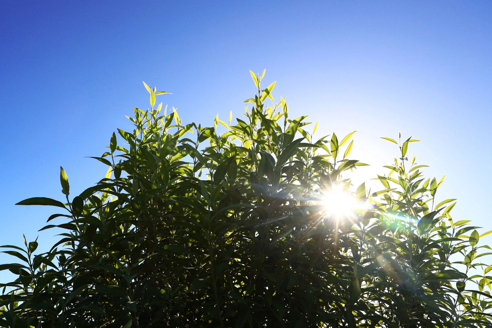 Looking for commercial supply of organic lemon myrtle?